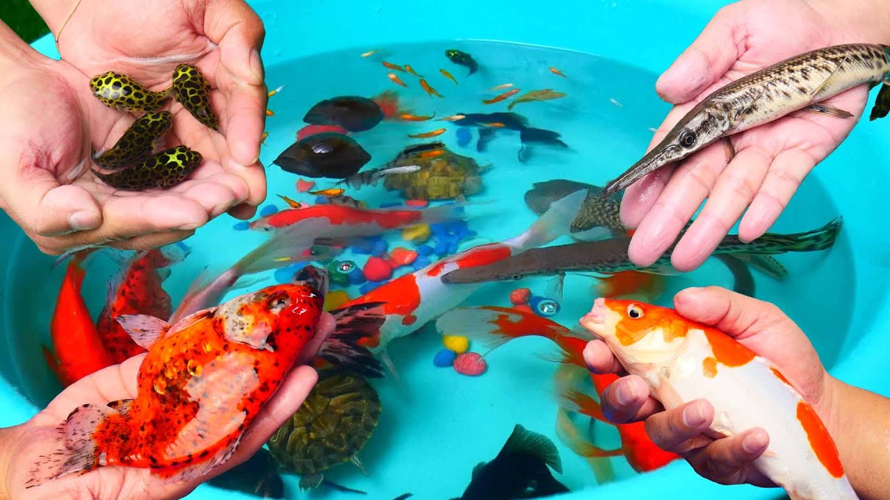 Neon Fish Ping Pong Catfish Betta Turtle Pleco Codfish Betta Koi Carp ...