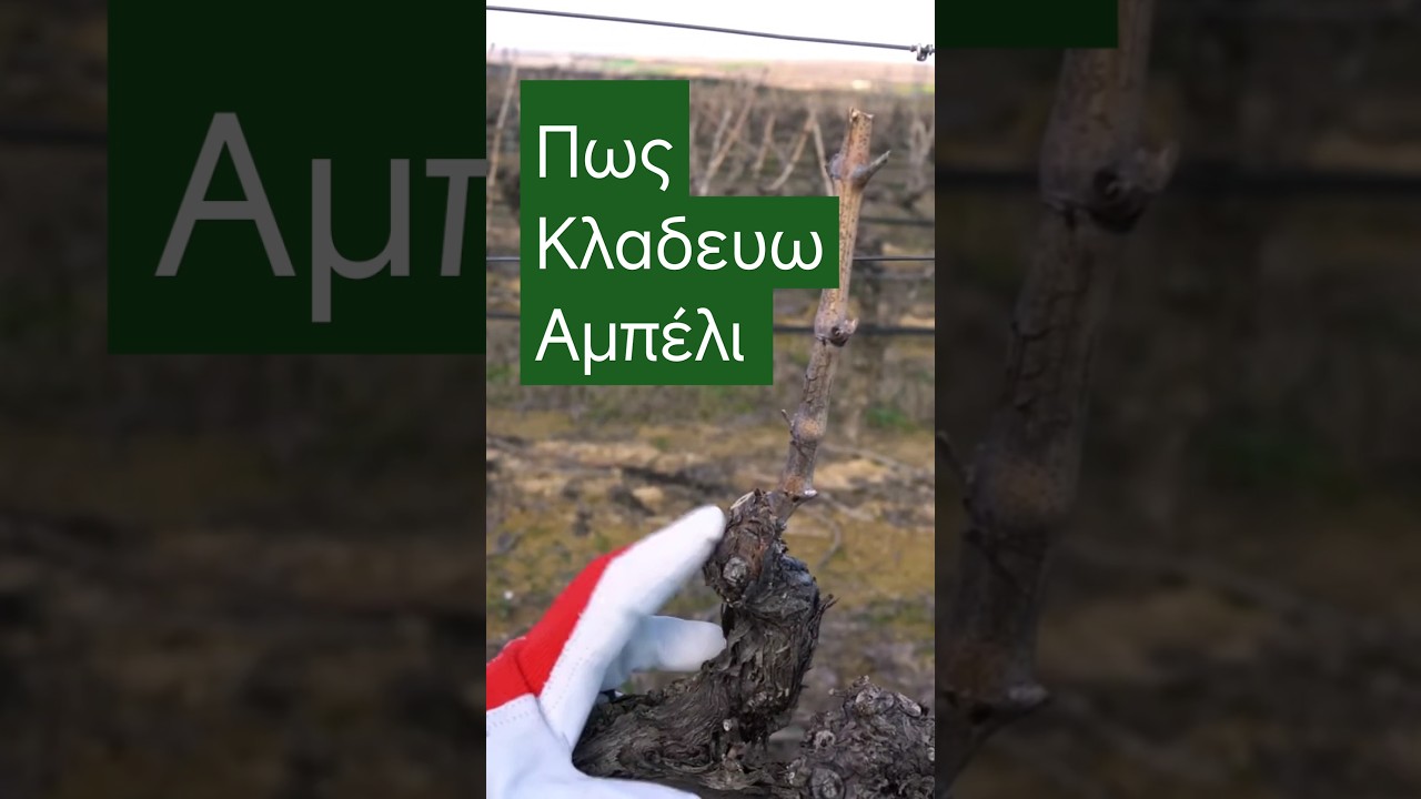 Πώς Κλαδευω Αμπέλι #κλαδεμα #κλαδευω #αμπελι - YouTube