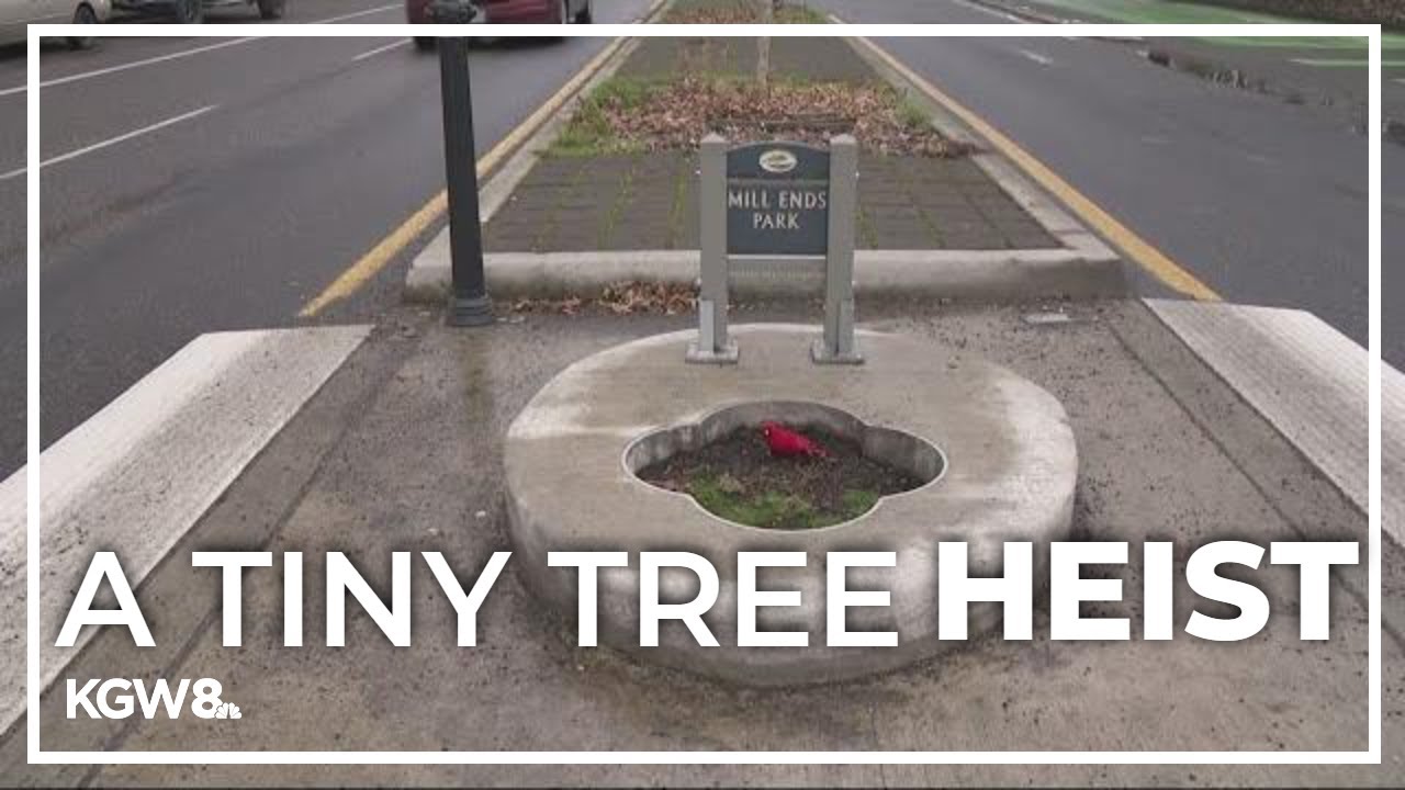 Tree gone from Portland's famous tiny park - YouTube