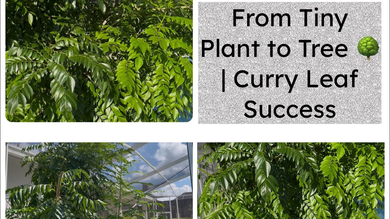 Curry Leaf/Karivepaku/Kari Patta Secrets!| Perfect Growth Gardening ...