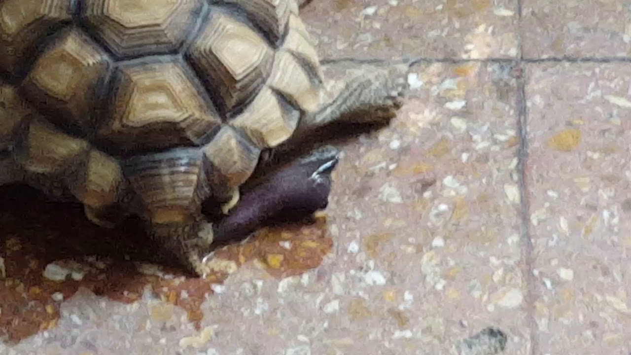 Órgano sexual de tortuga macho(1) - YouTube