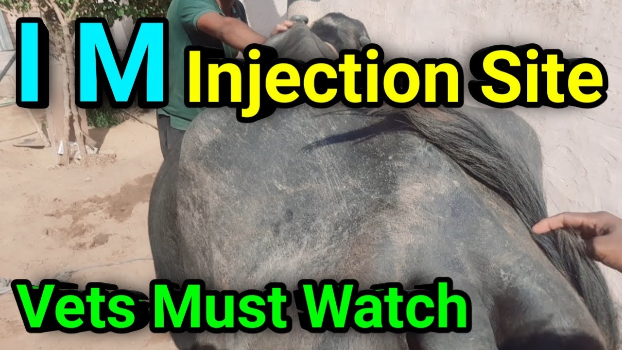 Intramuscular Injection I M site in Cattle Buffalo Gluteal Muscles and ...
