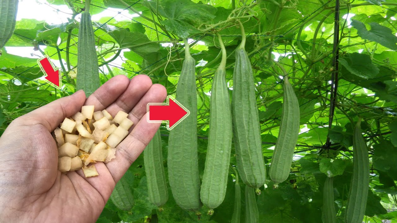 Your plants will grow many times faster if you feed them this! - YouTube