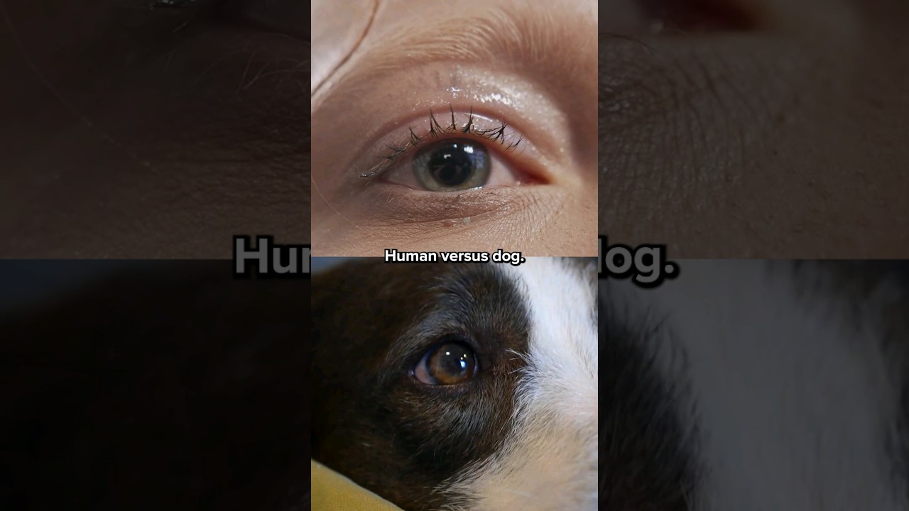 Dog VS Human : Who has better vision?? - YouTube