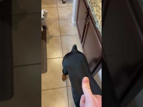 Nubby Tails #dogs #shorts #dogtail - YouTube