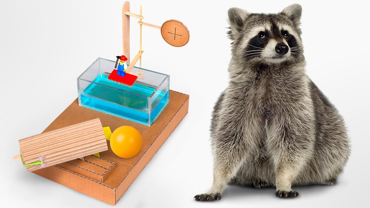 Bermain, Yuk! Apa Rakun Akan Bantu Kami Membuat Game Dunk Tank Baru ...