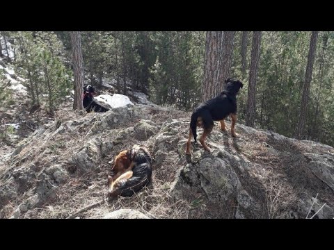 BARAK AV KÖPEĞİ TAVŞAN ARAMA DOGS PIG. HUNTING(sadece ses) #av #doğa #yaban #domuz #tavşan