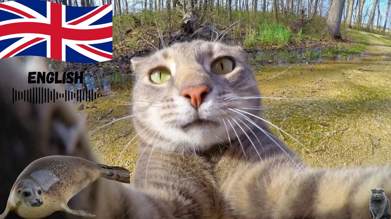 Animal sounds, funny animal sounds are the love of peacocks, turtles ...