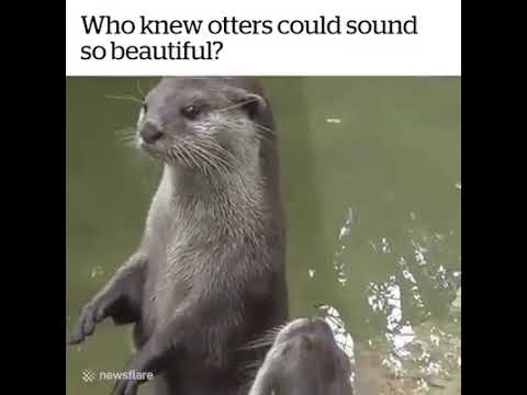 Otter sounds so beautiful - YouTube