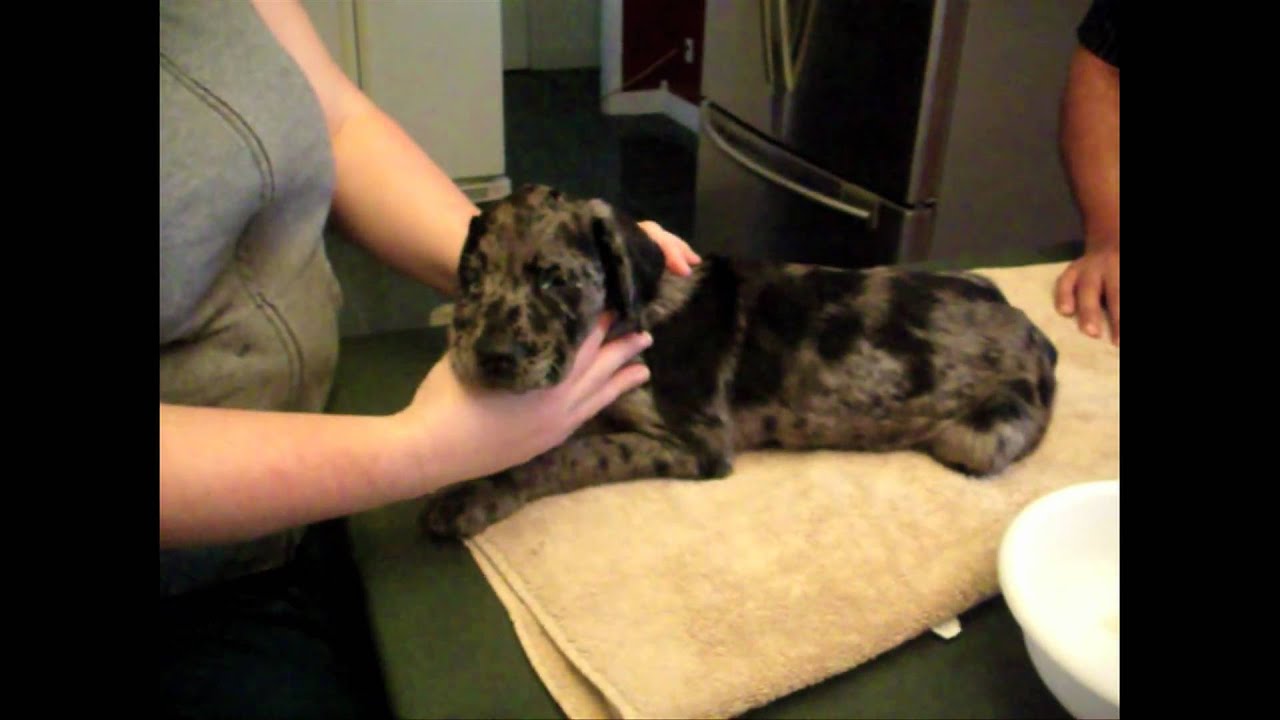HOUSTON: Adrian before and after distemper treatment - YouTube