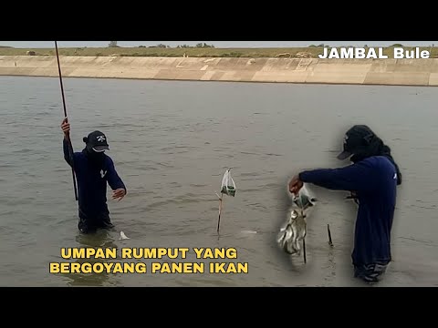 Mancing Umpan Rumput yang Bergoyang .Ikan Auto Tergoda !!