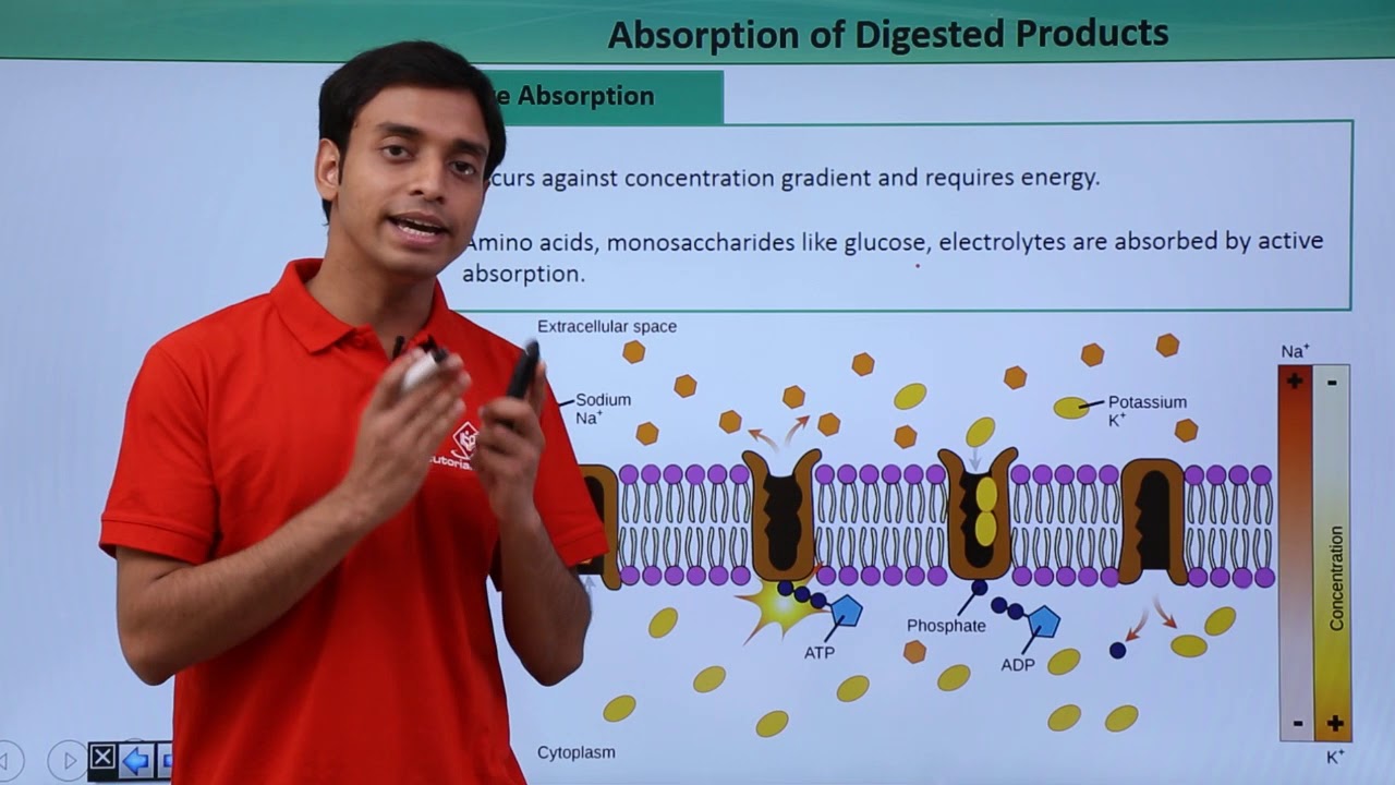 Class 11th – Absorption of Digested Products – Overview | Digestion and ...