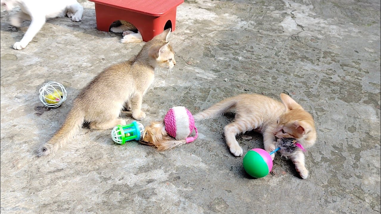 two kittens A wonderful game😺। Funny Kitten play ‍and jumps😺😺। Kitten ...