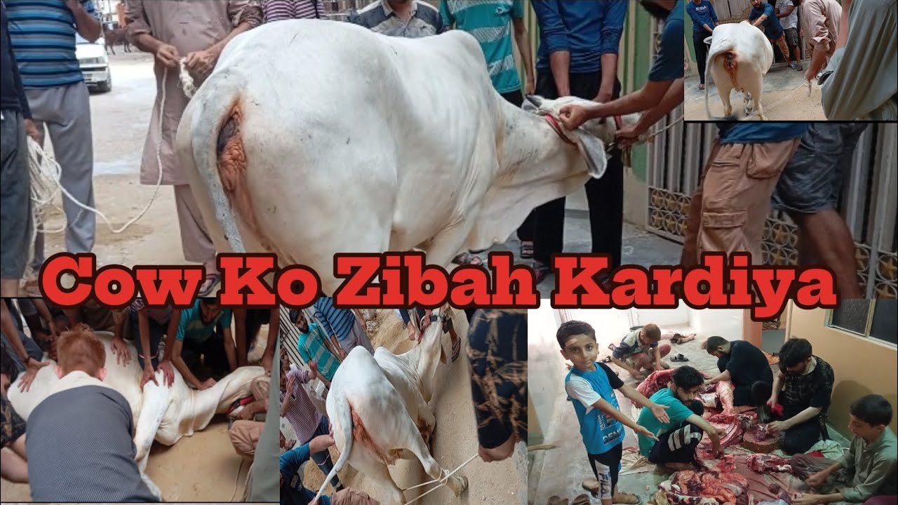 Cow Ko Zibah Kar Diya 🐂🫣 | Gosht Bhi Tayar 🤗 | #viral #cowvlog # ...