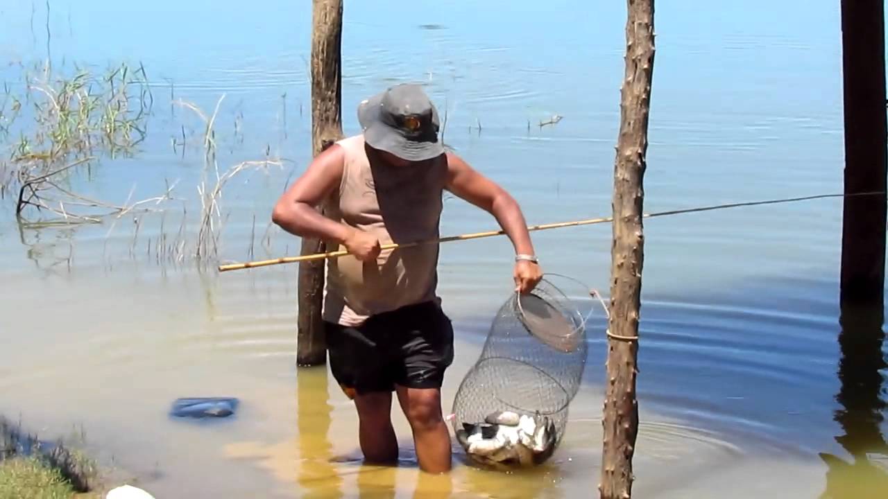 Caroço Barriguinha pescando Lambari Açu! - YouTube