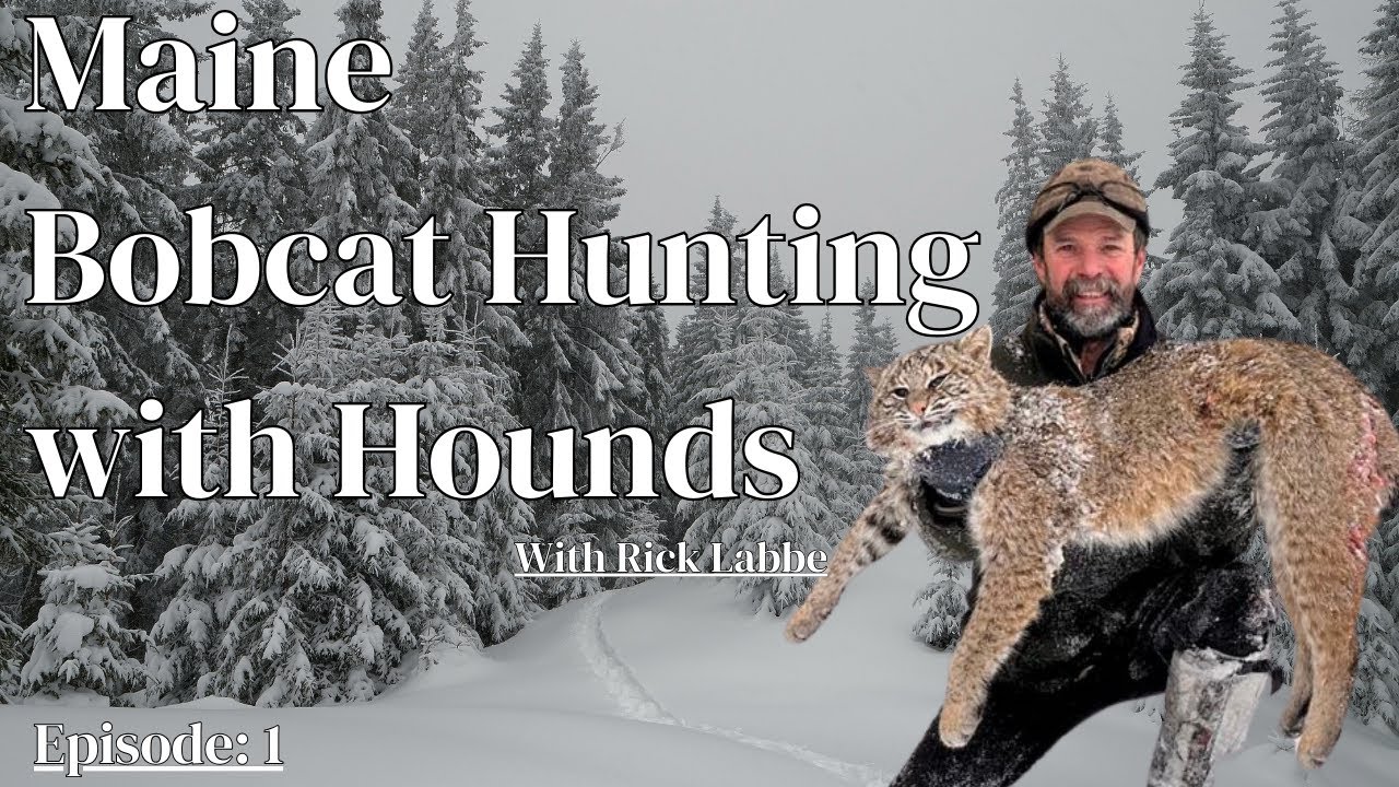 Bobcat Hunting in Maine with Hounds: Episode 1 with Rick Labbe – New ...