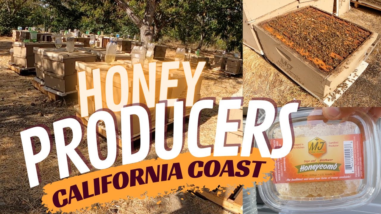 California Coast Honey Producer - Bees heading into Winter - MJ Bee ...