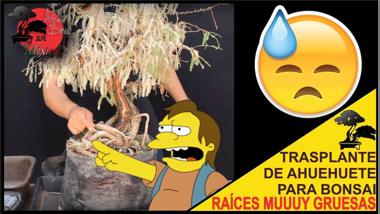 TRASPLANTE de Ahuehuete de Vivero para Bonsai | RAÍCES MUY GRUESAS con ...