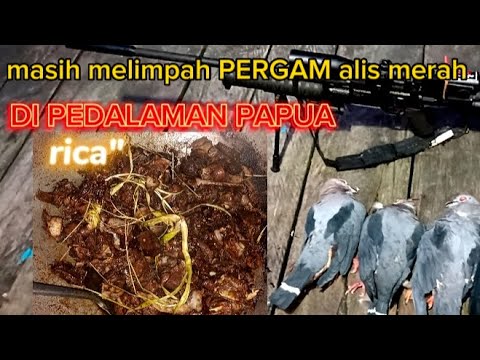 HUNTING PERGAM ALIS MERAH PAPUA#E.8#auto crot