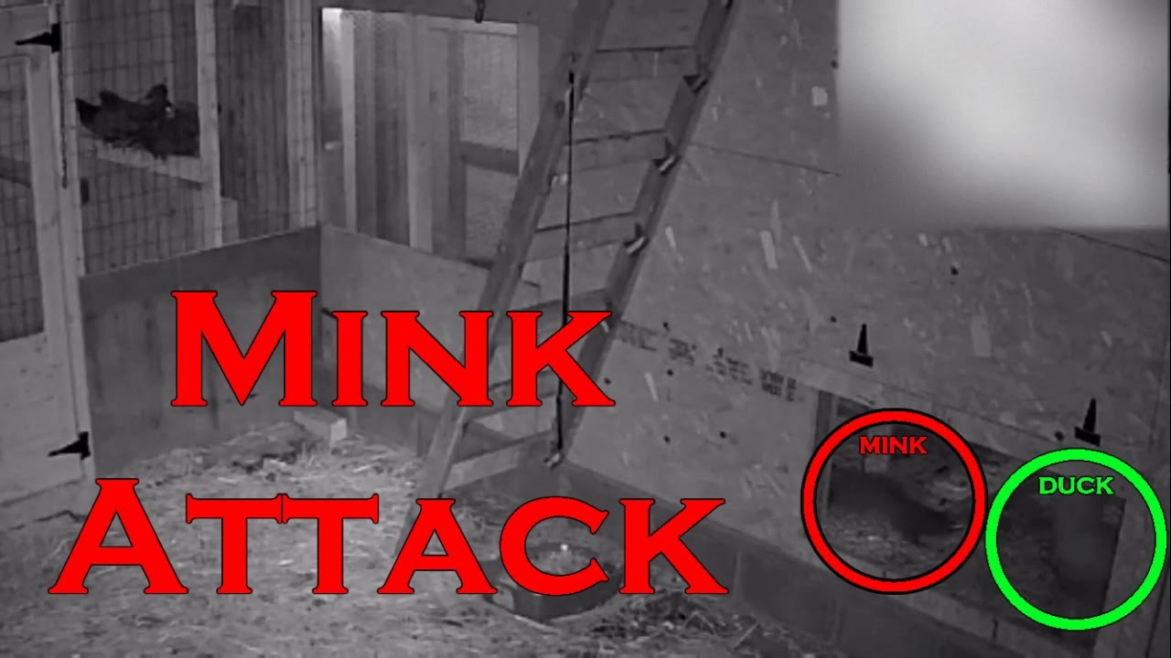 Mink Attacks Ducks and Chickens - YouTube