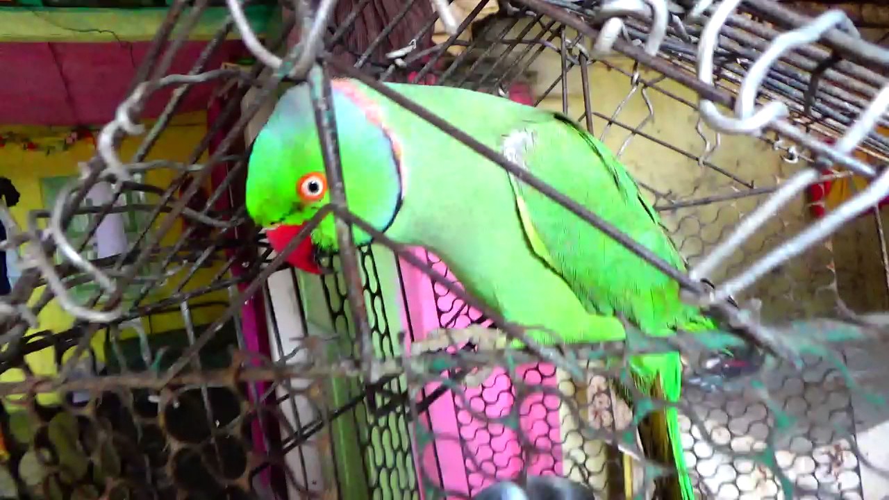 Bird talking, Ring-necked Parakeet speaking like human Rose-ringed ...