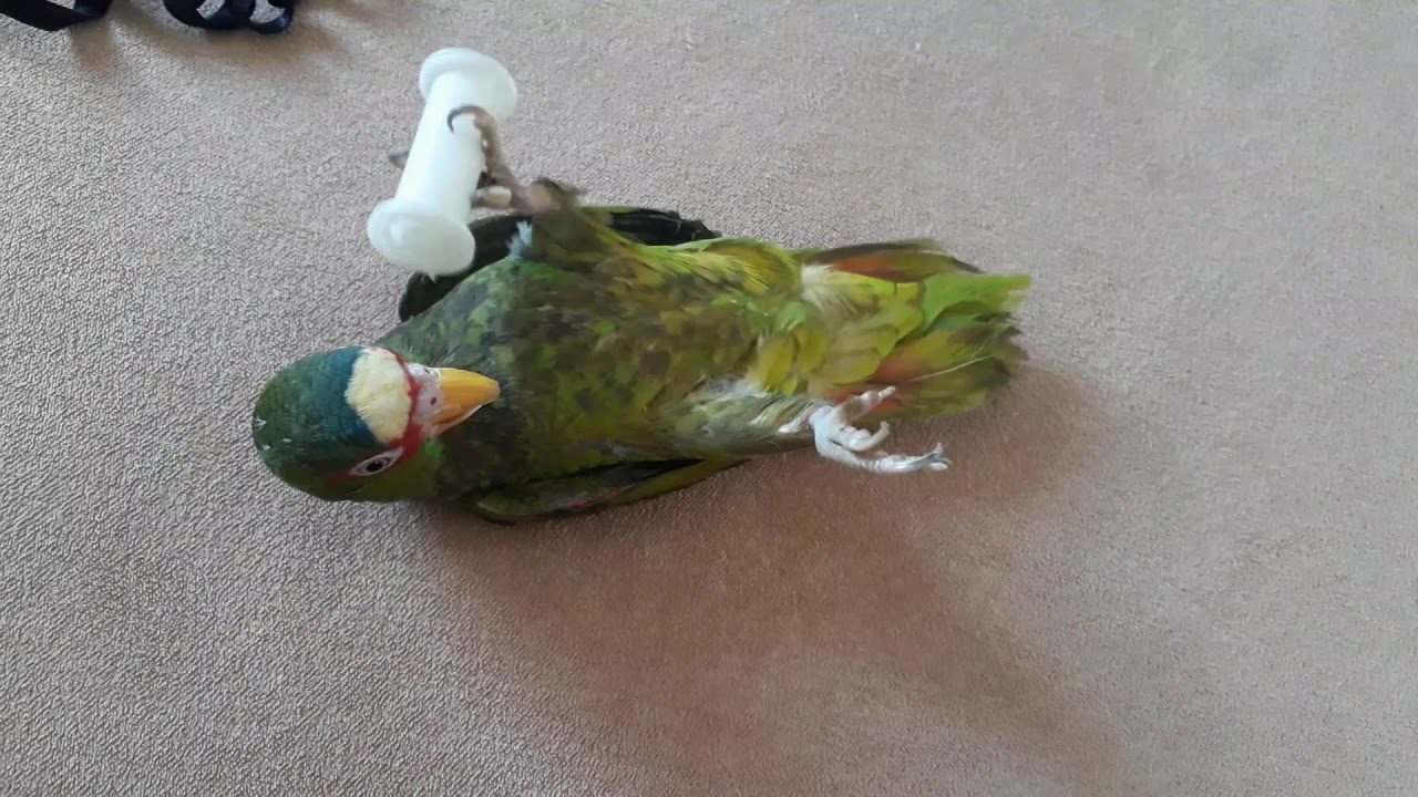 Cotorro jugando. - YouTube