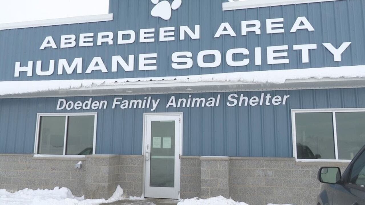 Aberdeen Area Humane Society at full cat capacity, closes intake and ...