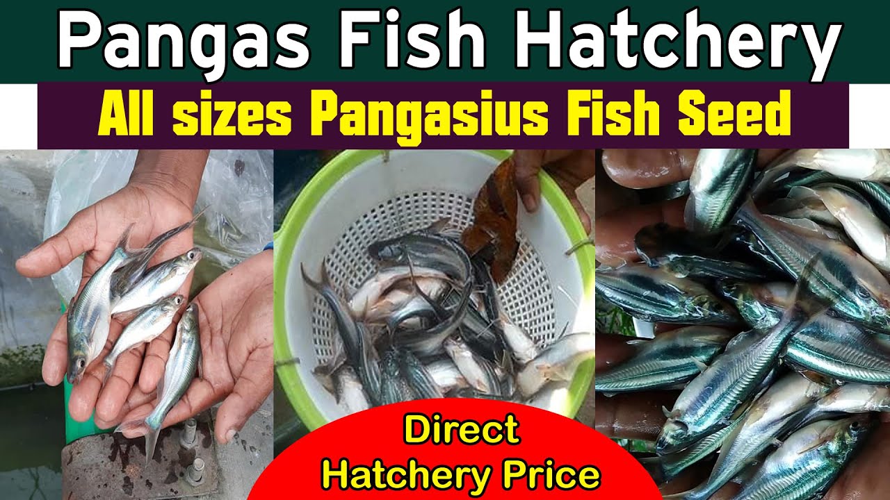 Best Pangas Fish Seed Seller & Quality Pangasius Fish Seed Hatchery at ...