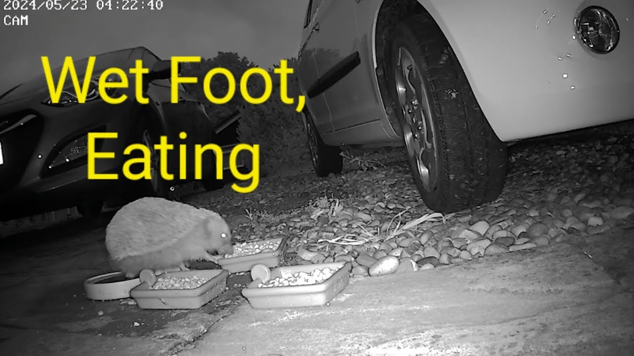 Wet Foot, Eating - YouTube