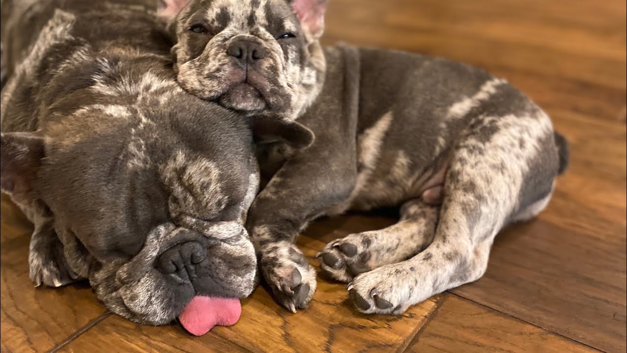 Essential Tips All Frenchie Owners Should Know | Merle Frenchie Madness ...