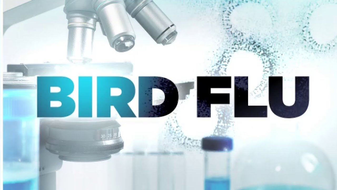 Bird Flu cases detected in Virginia flocks - YouTube