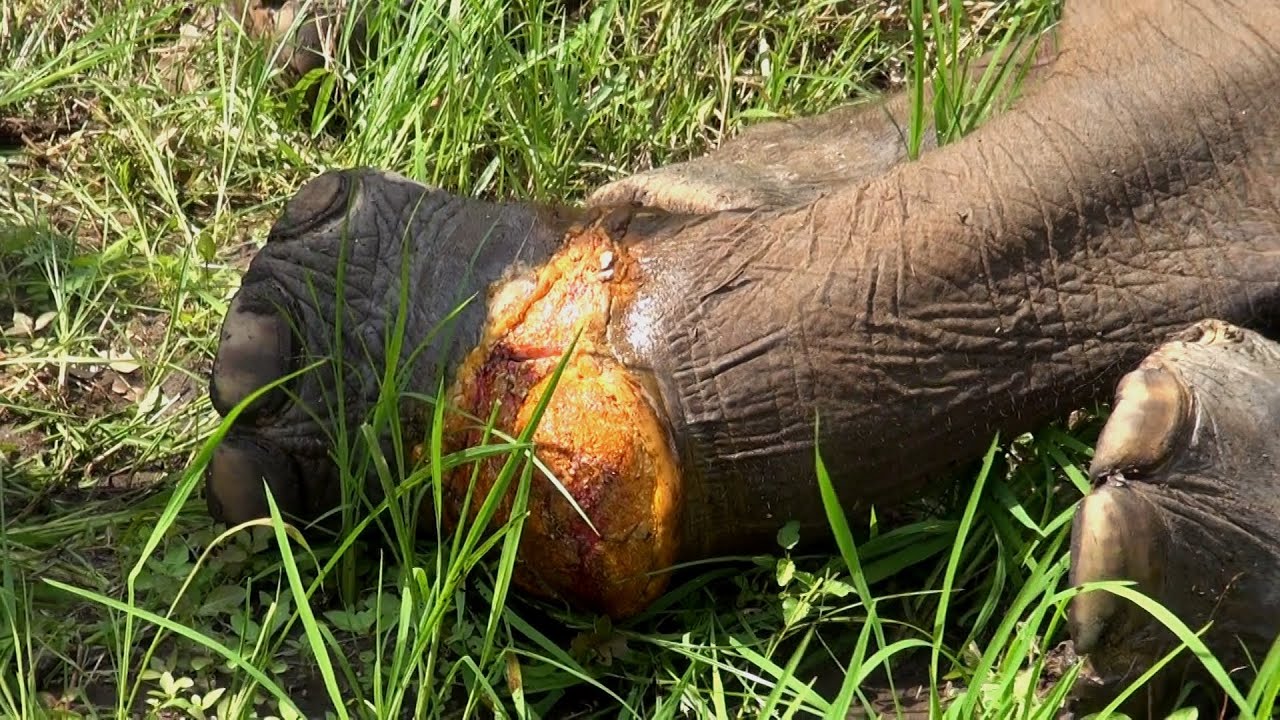 Sedated elephant fighting to survive as a dedicated team battles to ...