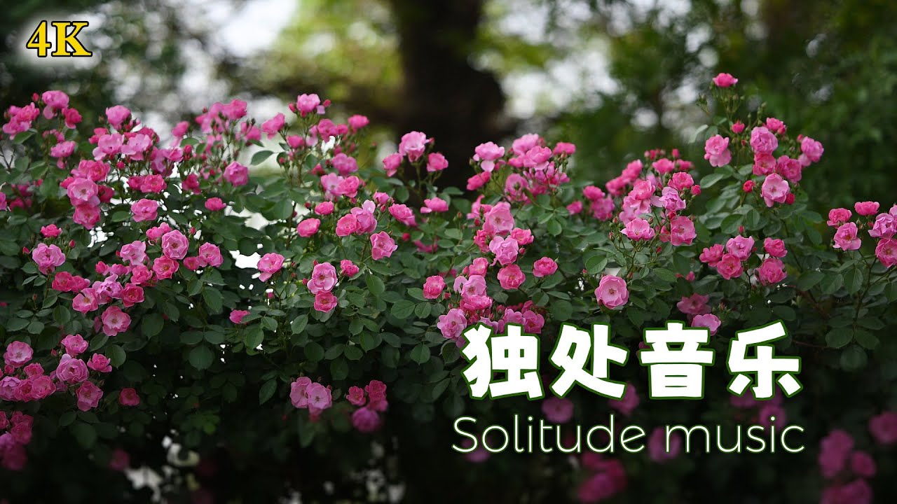 🎧《獨處輕音樂 | Alone Time Music》讓心靈沉澱，專屬於你的寧靜空間 | Calming & Soothing Sounds ...