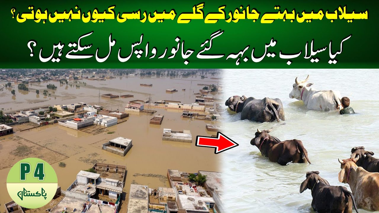 Selab Me Behty Janwar K Galay Me Rassi Q Nhi Hoti? || P4 Pakistan - YouTube