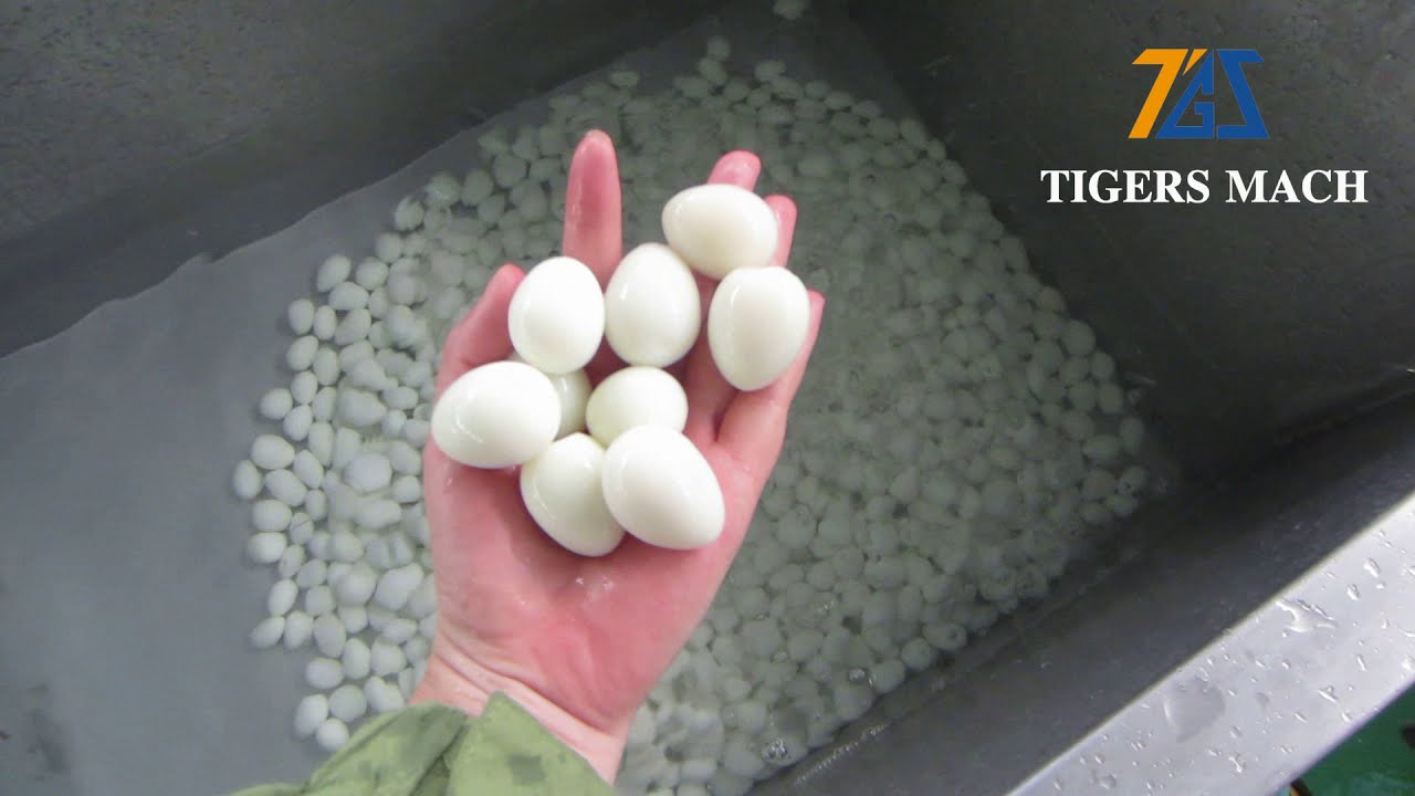 Fully automatic boiled quail egg sheller peeling process line, solution ...