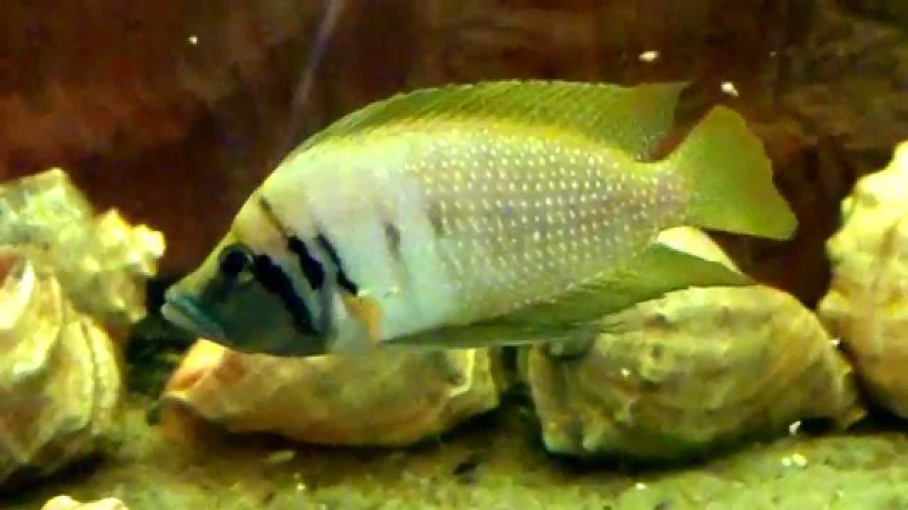 Altolamprologus calvus yellow F1 - YouTube