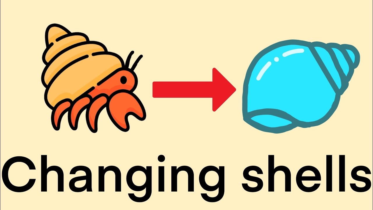 Compilation of my Hermit Crabs changing shells (so far) - YouTube