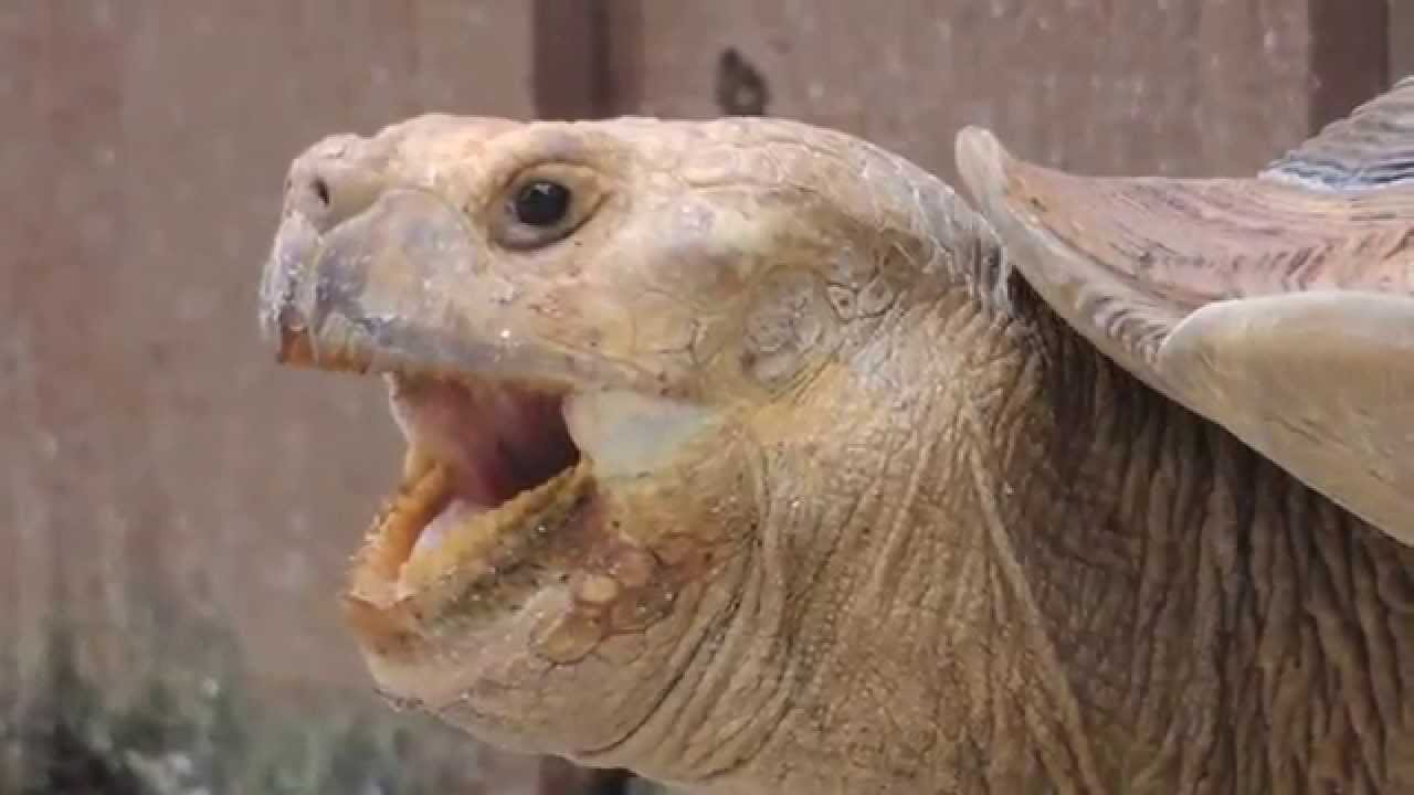 Yawn Of A Tortoise By Ciwhomp Cute Tortoise Tortoise Turtle The