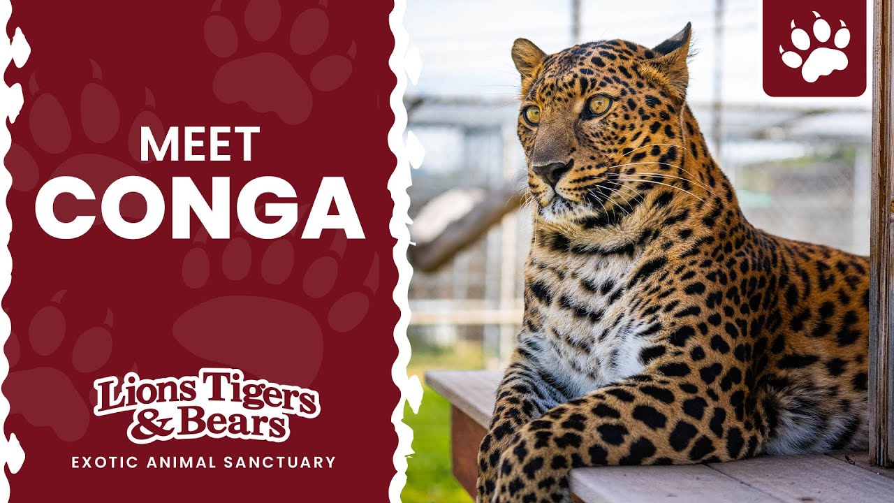 Meet Conga the Leopard | The San Diego Animal Sanctuary® | Lions Tigers ...