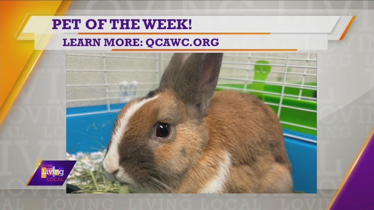 Pet of the Week | Peep - YouTube