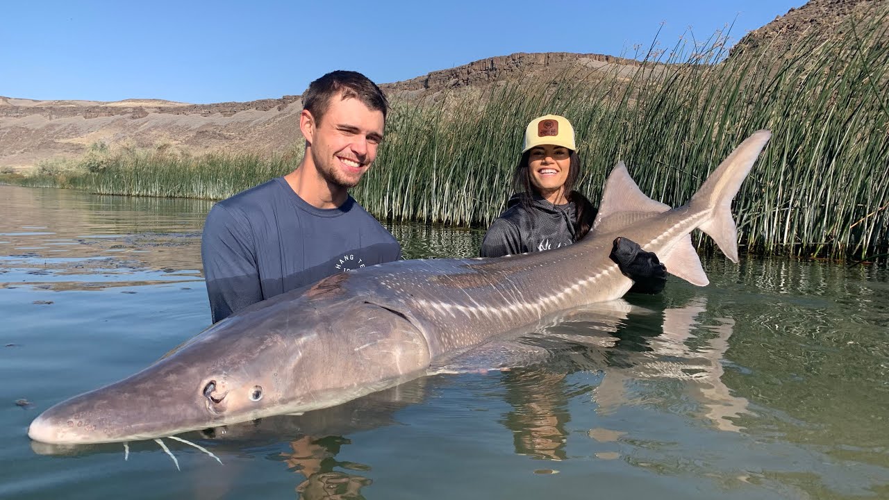 Southern Idaho Fall Fishing Update: Sturgeon fishing with some tips on ...
