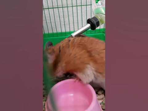 Хомячок смотрит в камеру! #хомяк #хомячок #shorts #short #shortvideo ...