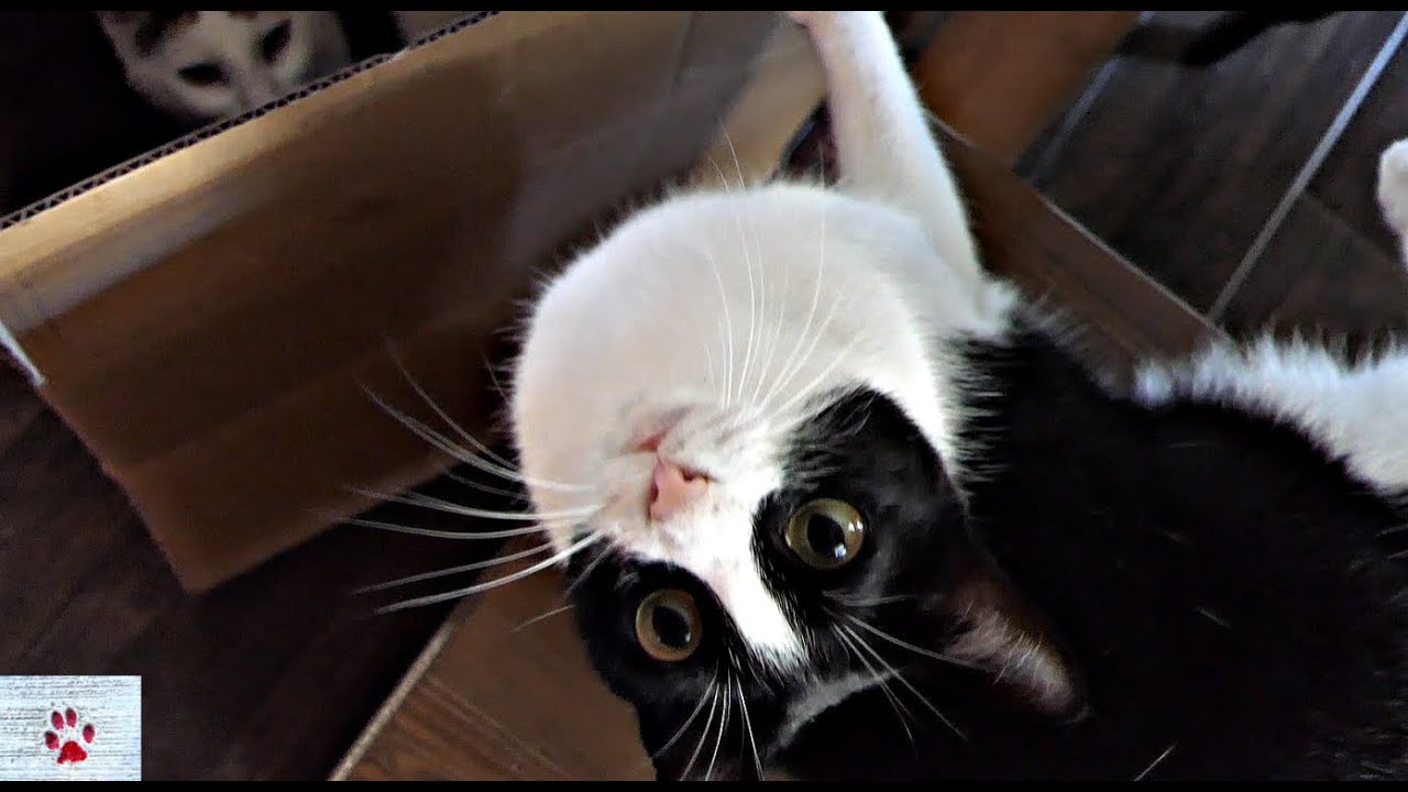 I watch my cats play with an empty box as a form of therapy - YouTube