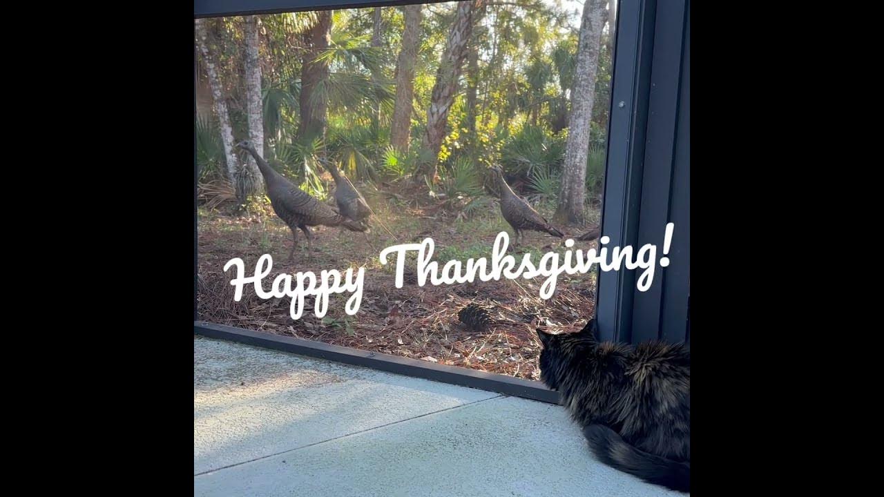 Happy Thanksgiving, turkeys! Come closer! #nature #cats #florida # ...