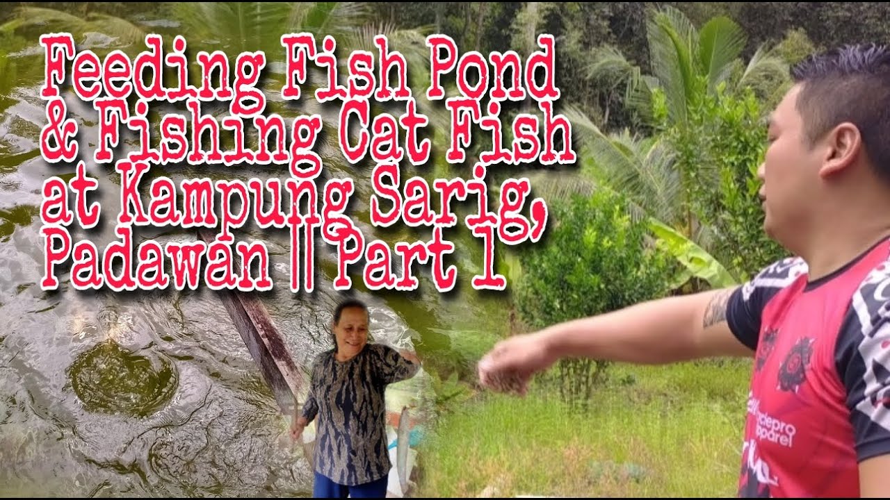 Feeding Fish Pond & Fishing Cat Fish At Kampung Sarig, Padawan || Part ...