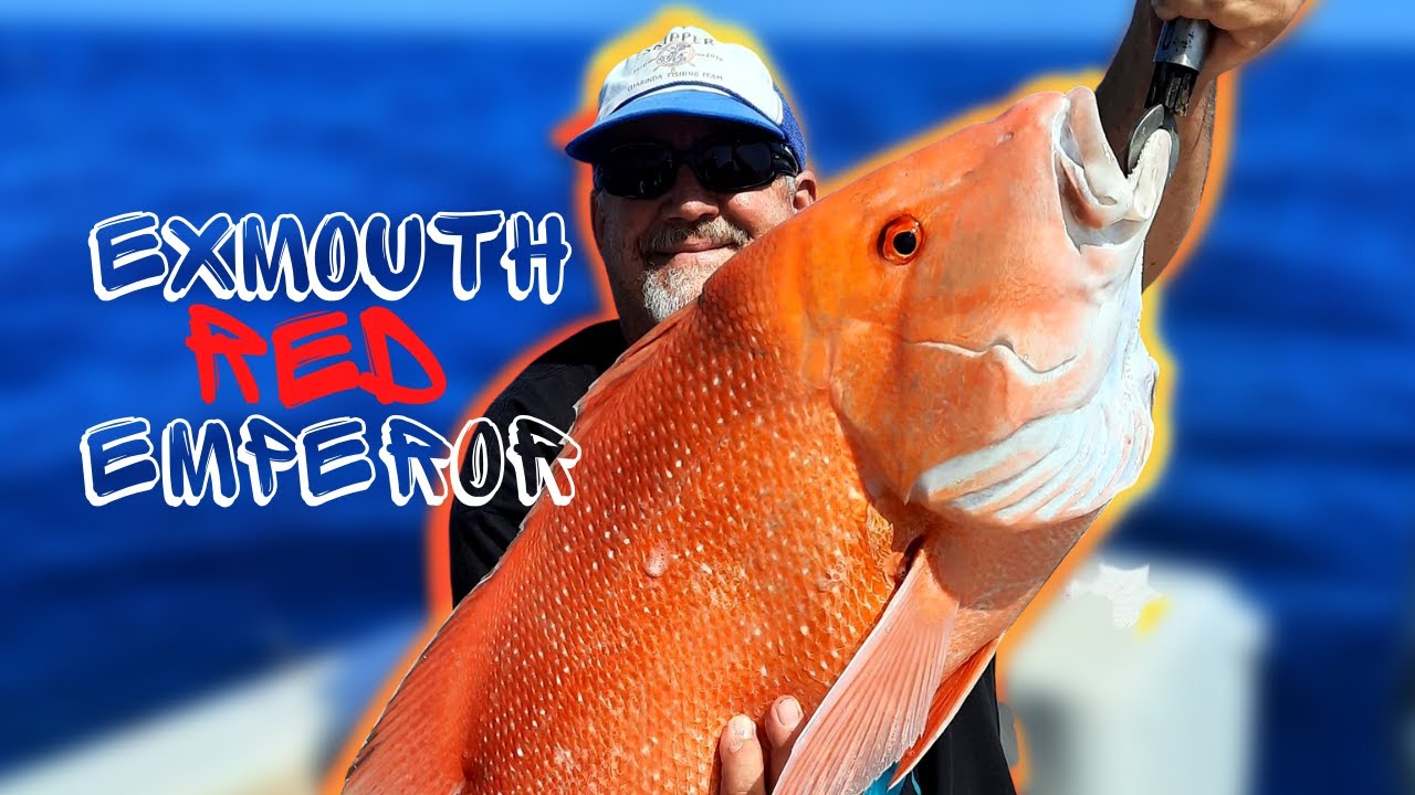 RED hot Fishing! Emperor, Cod & more cool Whale shark encounter ...