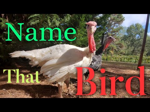 Name That Bird - YouTube