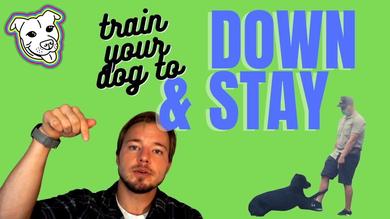 Obedience Series: DOWN & STAY - YouTube