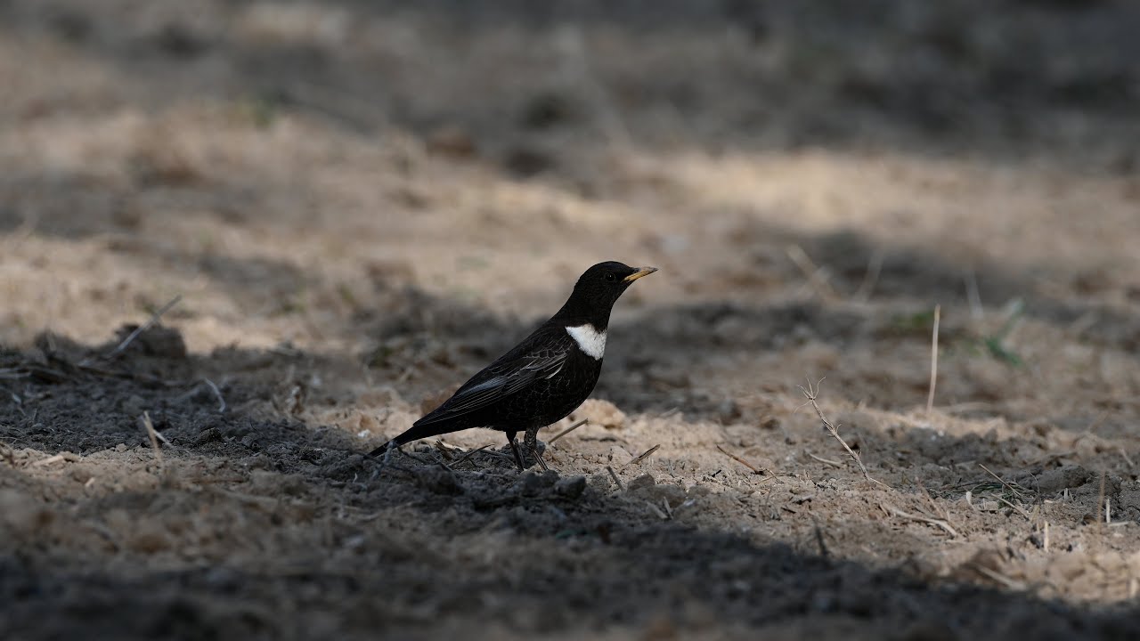 Thrushes on a field / Troster på jordet (Nikon Z6II). - YouTube