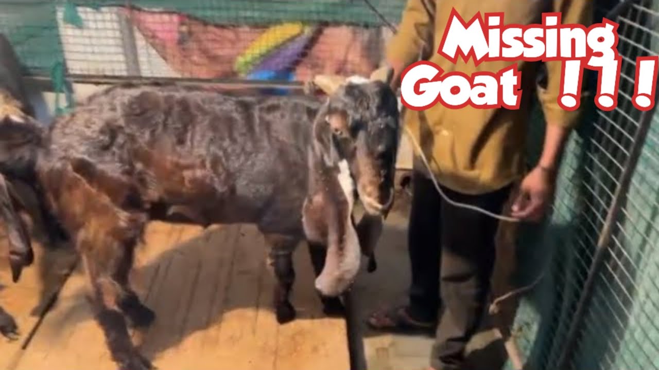 Missing goat from begum bazar feel khana FK goat farm Hyderabad - YouTube
